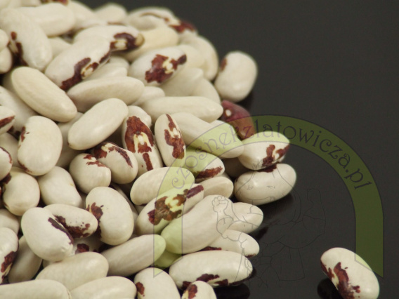 Fasola > czosnekzlatowicza.pl